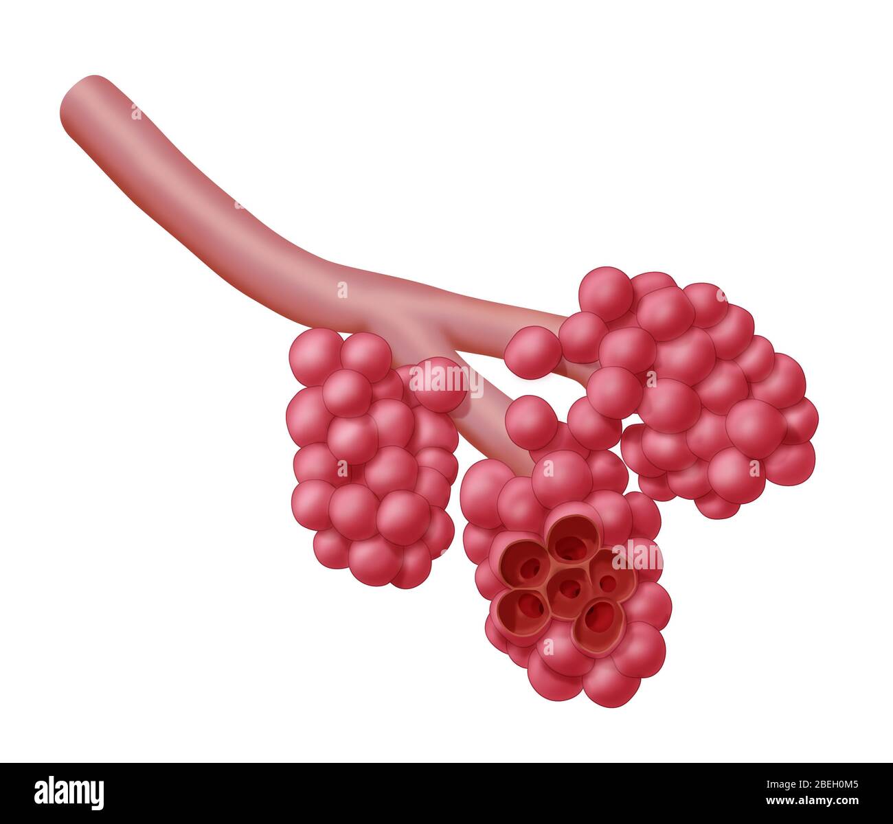 Alveolus or alveoli Cut Out Stock Images & Pictures - Alamy