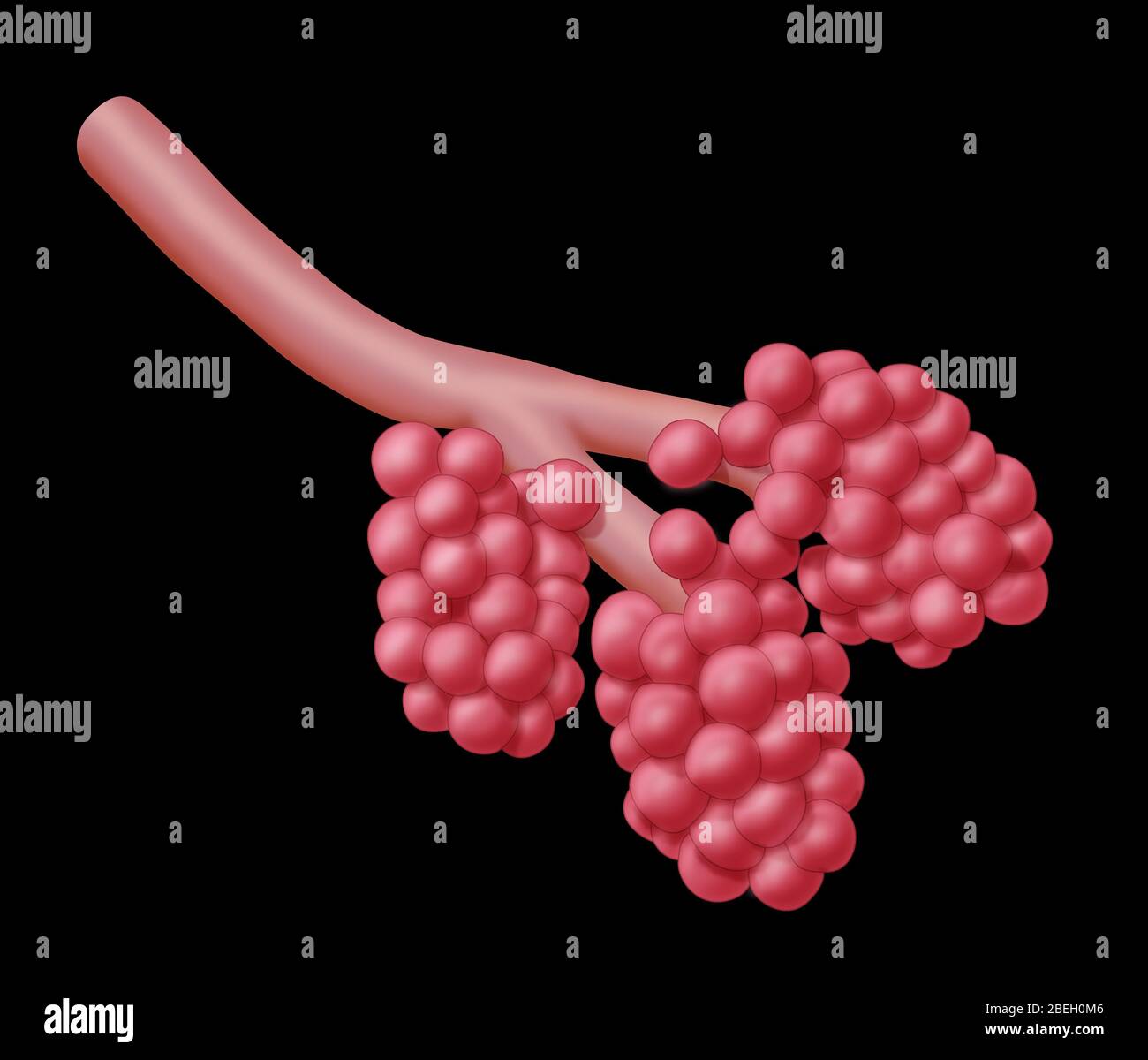 Healthy lung alveoli hi-res stock photography and images - Alamy