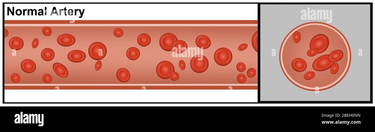 Circulatory diagram hi-res stock photography and images - Alamy