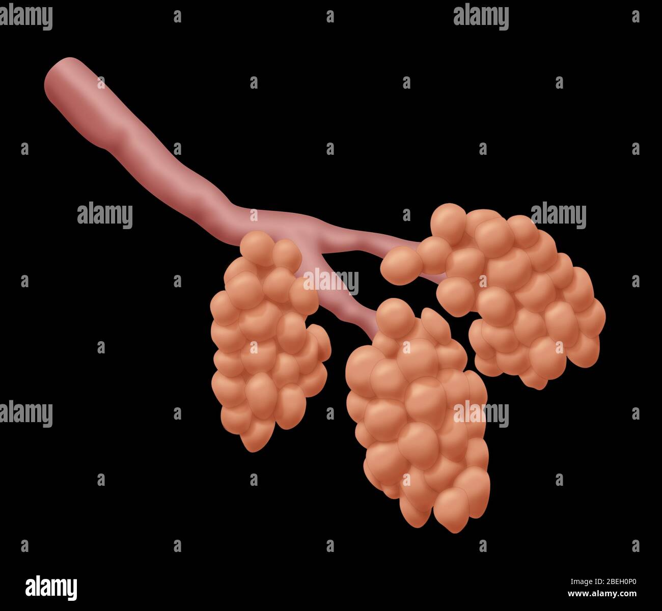 Lung emphysema damage hi-res stock photography and images - Alamy