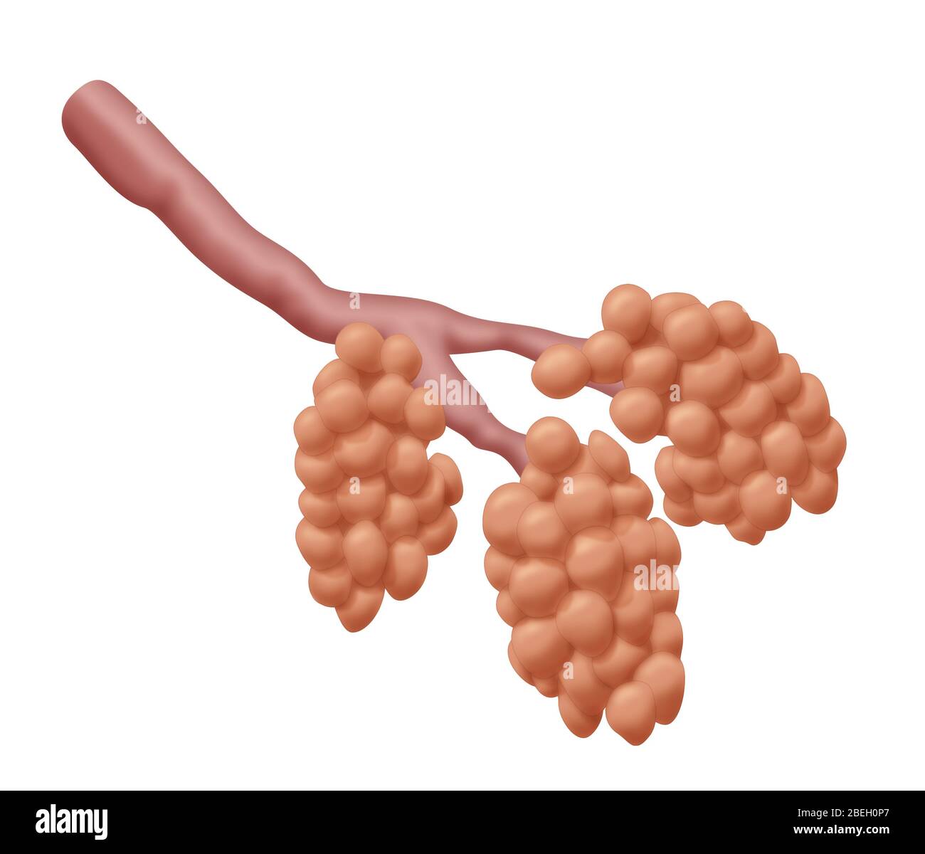Lung emphysema damage hi-res stock photography and images - Alamy