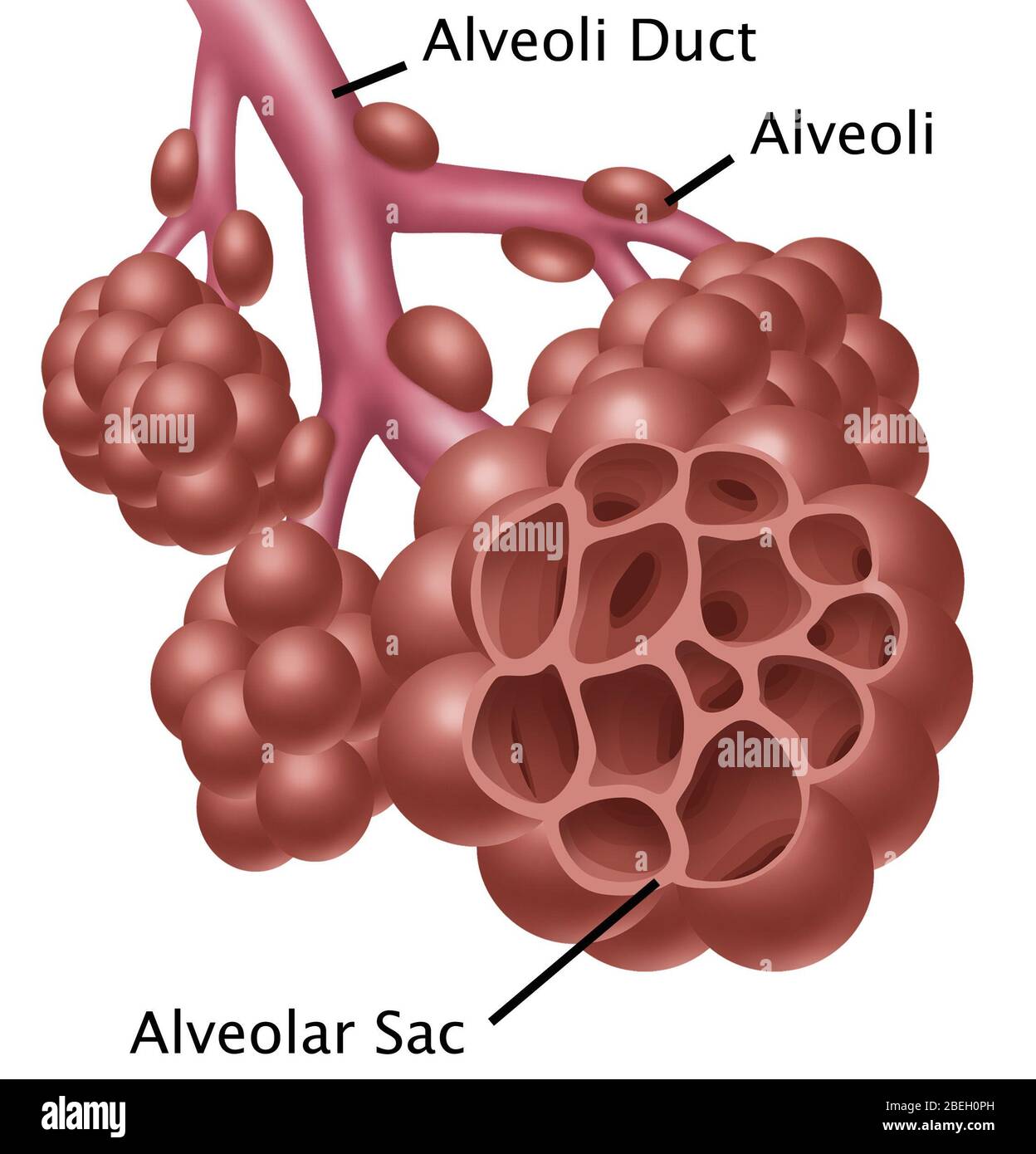 Alveolar Joint at Patricia Mack blog