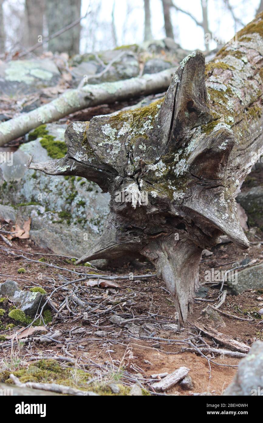 Fallen tree with star shaped root Stock Photo - Alamy