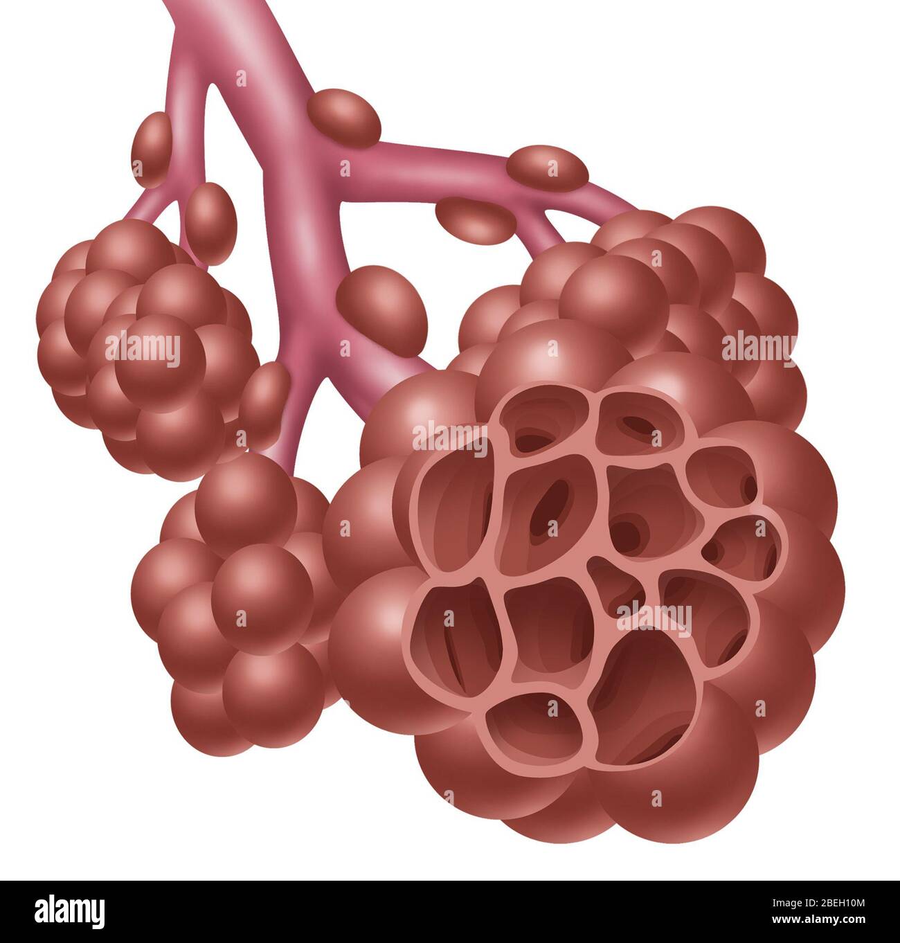 Alveolus High Resolution Stock Photography and Images - Alamy