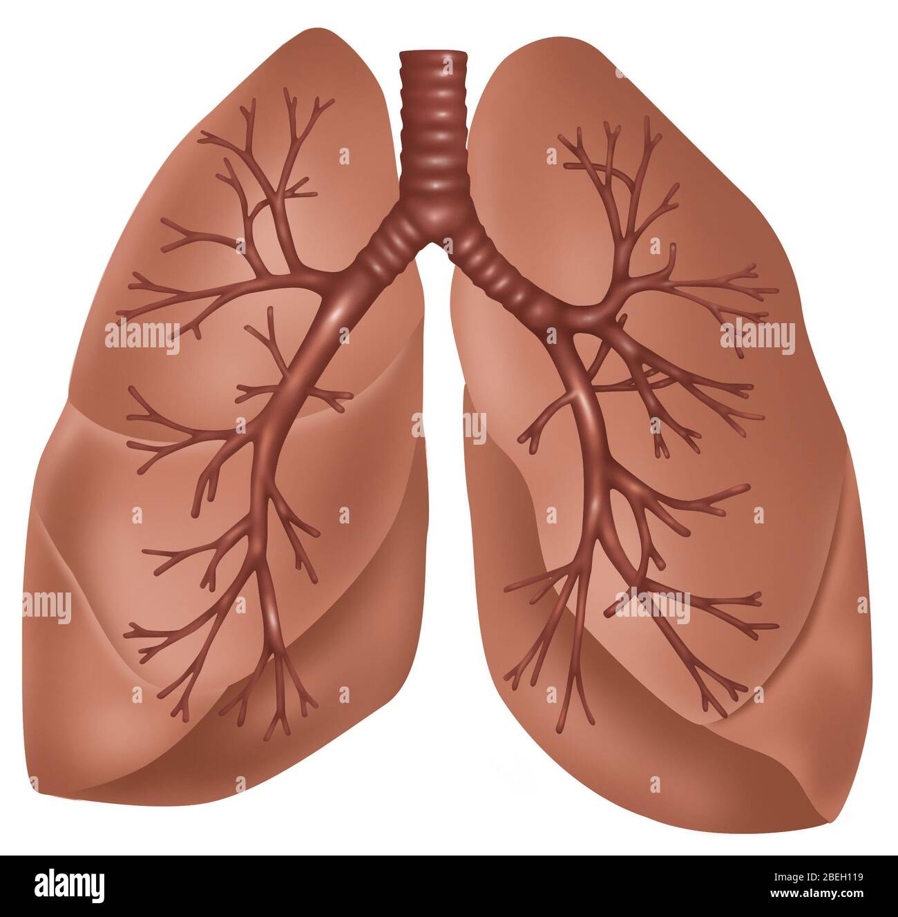Healthy Lungs Diagram