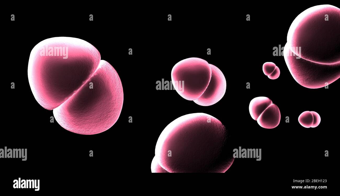 Enterococcus bacteria hi-res stock photography and images - Alamy