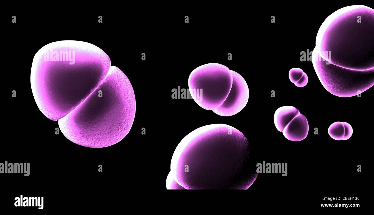 Enterococcus bacteria hi-res stock photography and images - Alamy