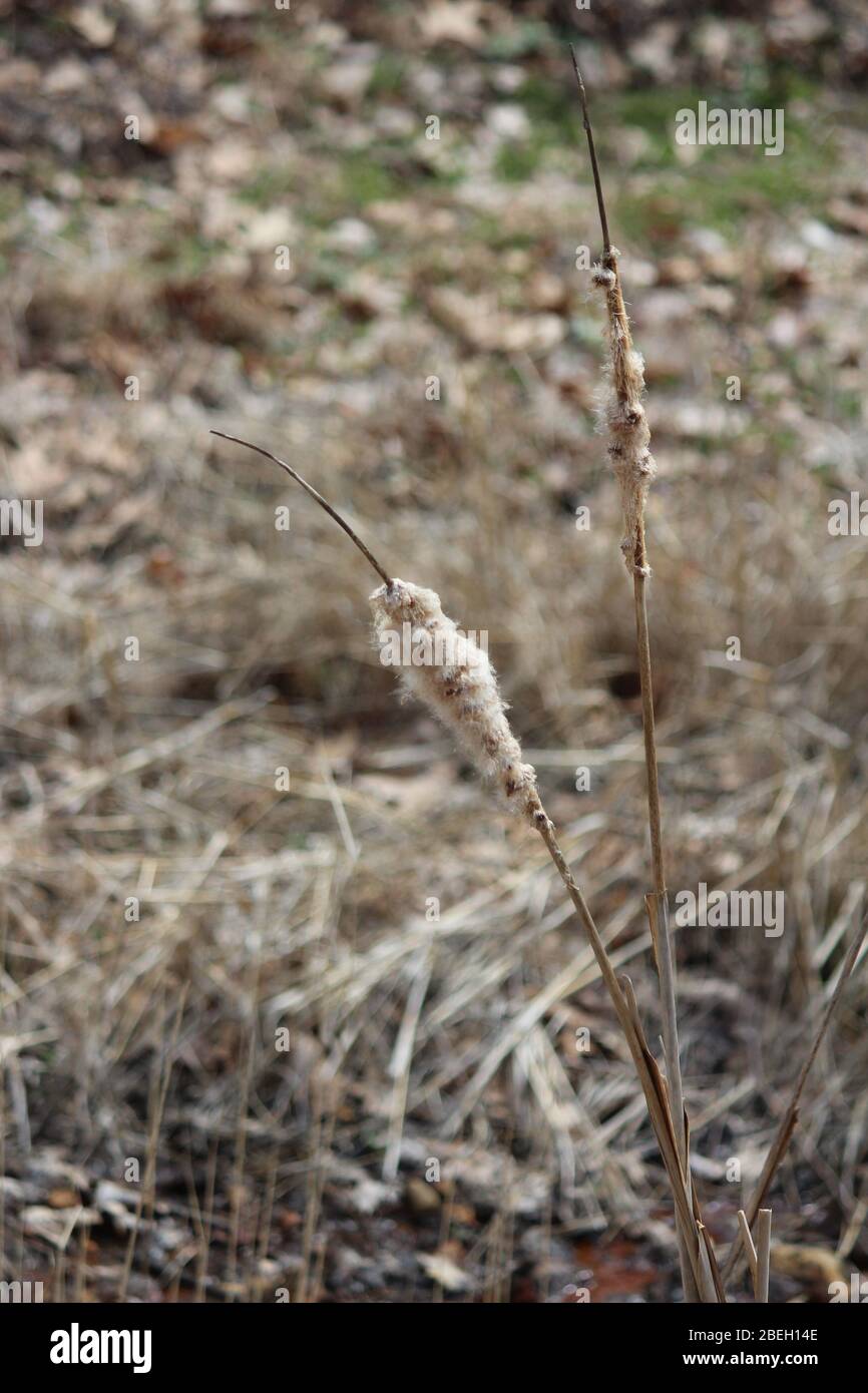 Cattails isolated hi-res stock photography and images - Alamy