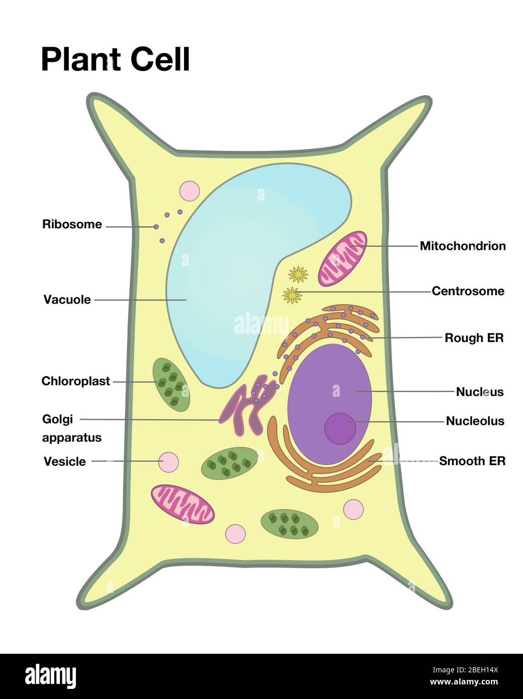 Plant cell Cut Out Stock Images & Pictures - Alamy