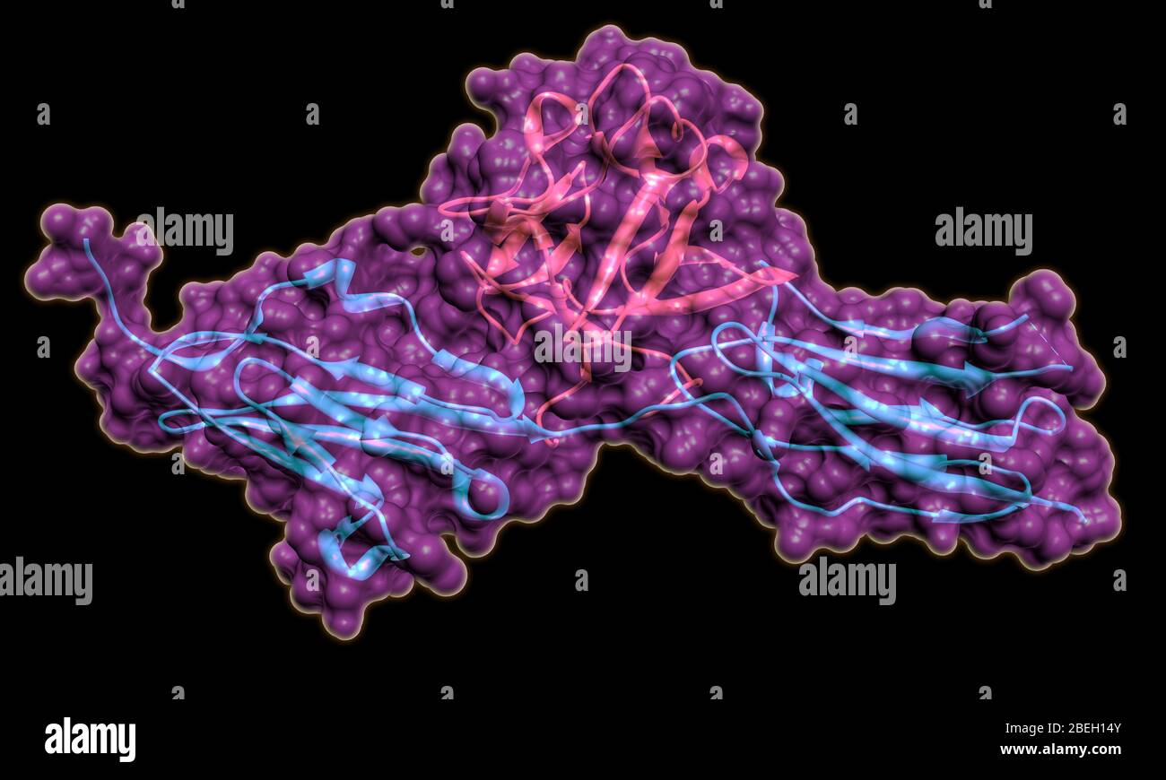 Fibroblast Growth Factor Receptor 2 Stock Photo - Alamy