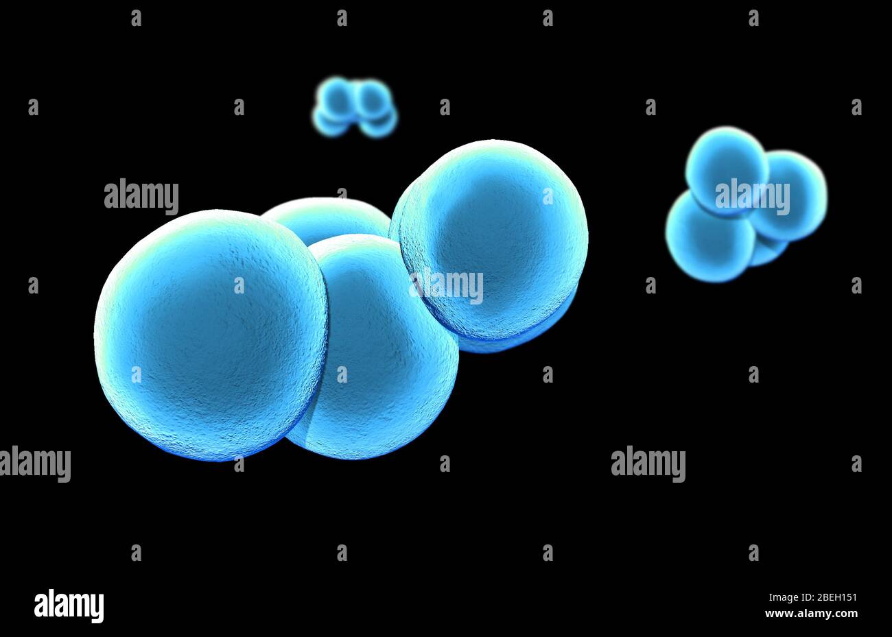 Methicillin-resistant Staphylococcus aureus (MRSA Stock Photo - Alamy
