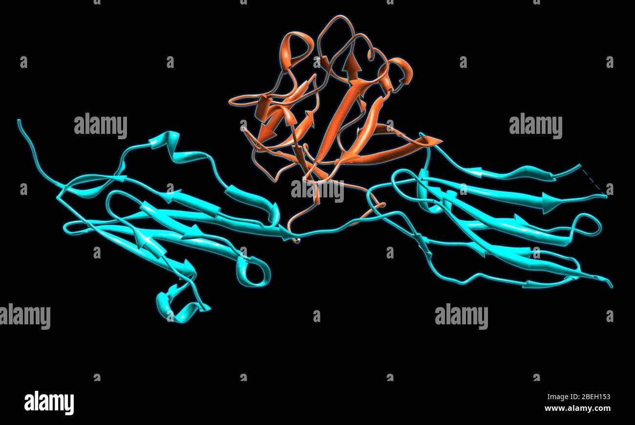Fibroblast growth factor hi-res stock photography and images - Alamy