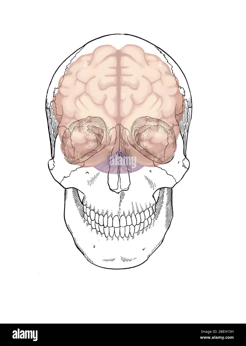 Skull brain hi-res stock photography and images - Alamy
