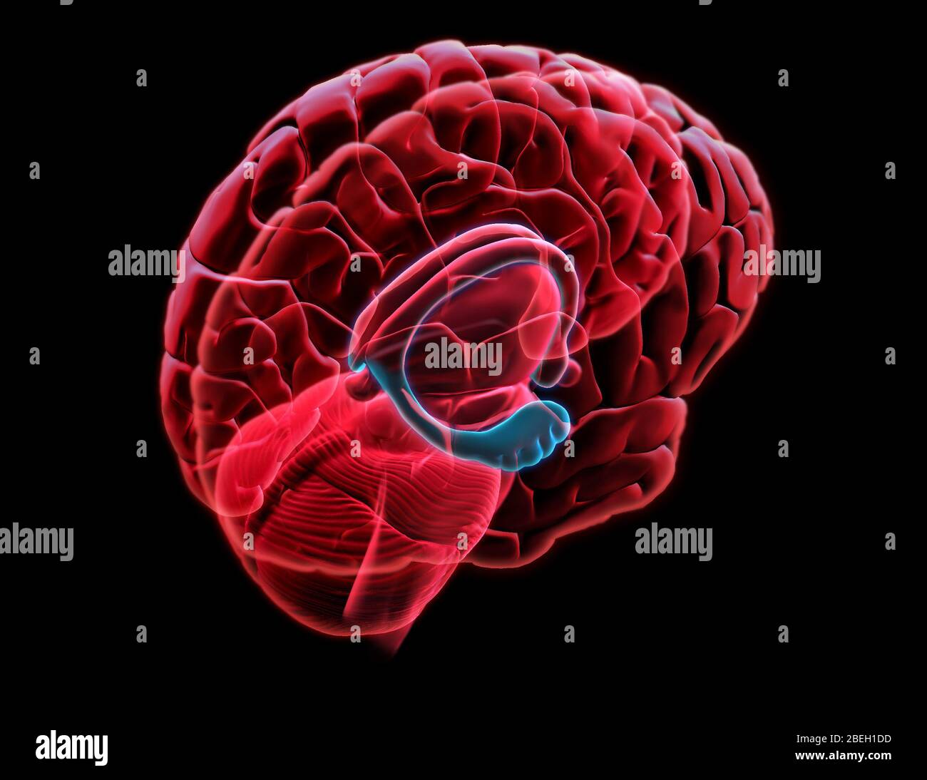 Human Brain Anatomy Hippocampus