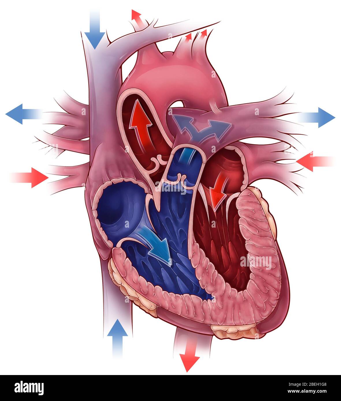 Interventricular Septum And Sulcus