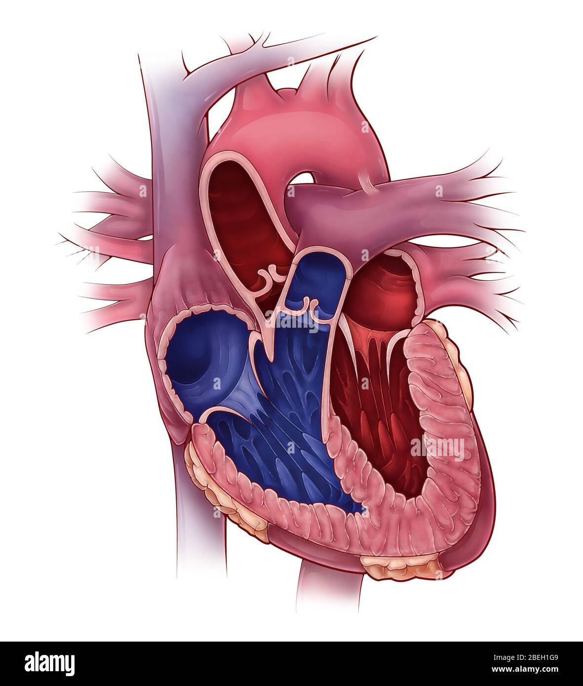 Interventricular Septum Brain