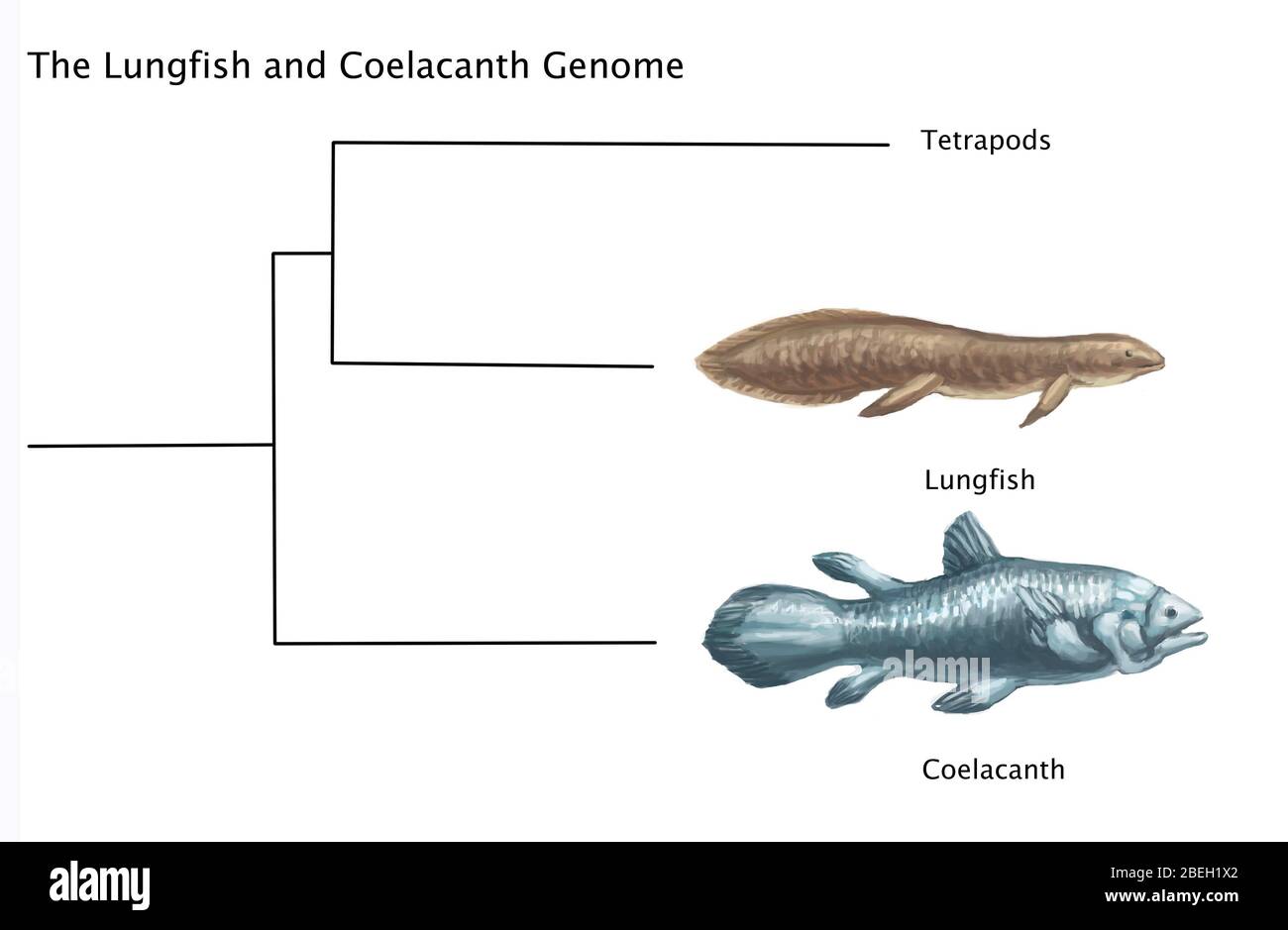 Coelacanth Evolution