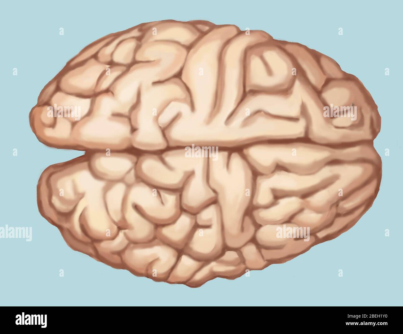 Human brain graphic hi-res stock photography and images - Alamy