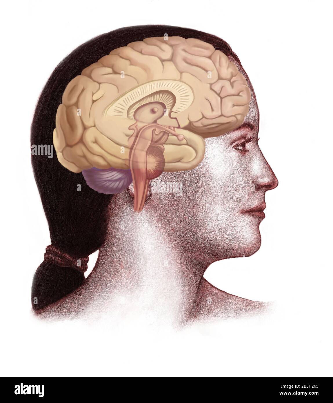 Frontal lobe and brain Cut Out Stock Images & Pictures - Alamy
