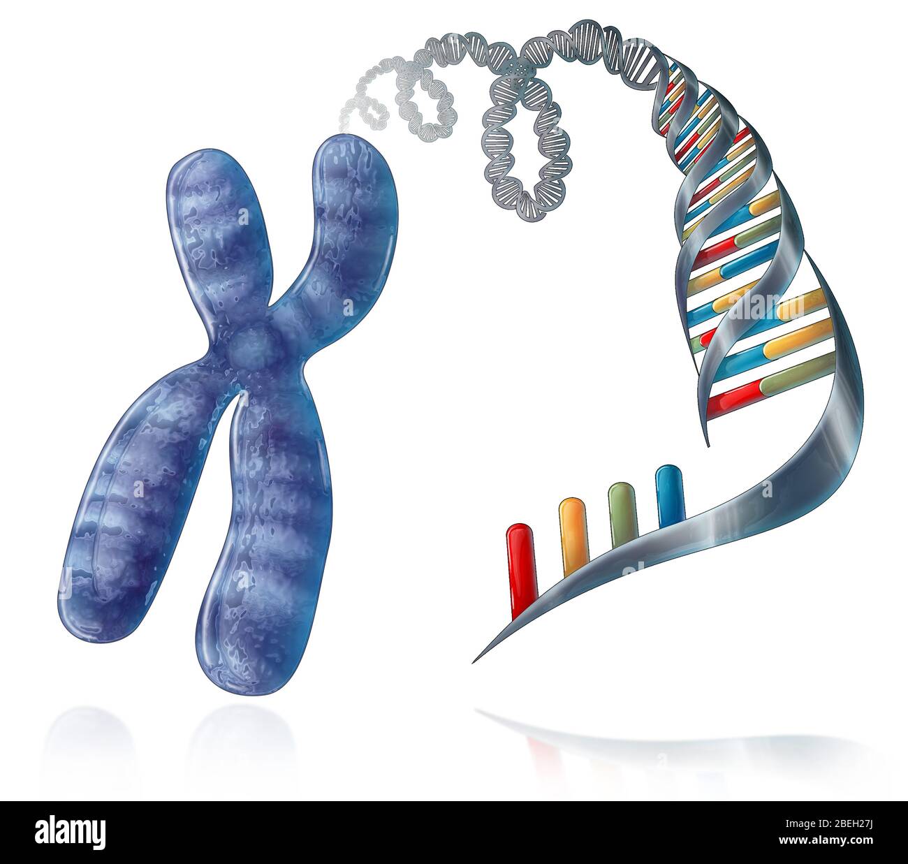 Dna helix chromosome hi-res stock photography and images - Alamy