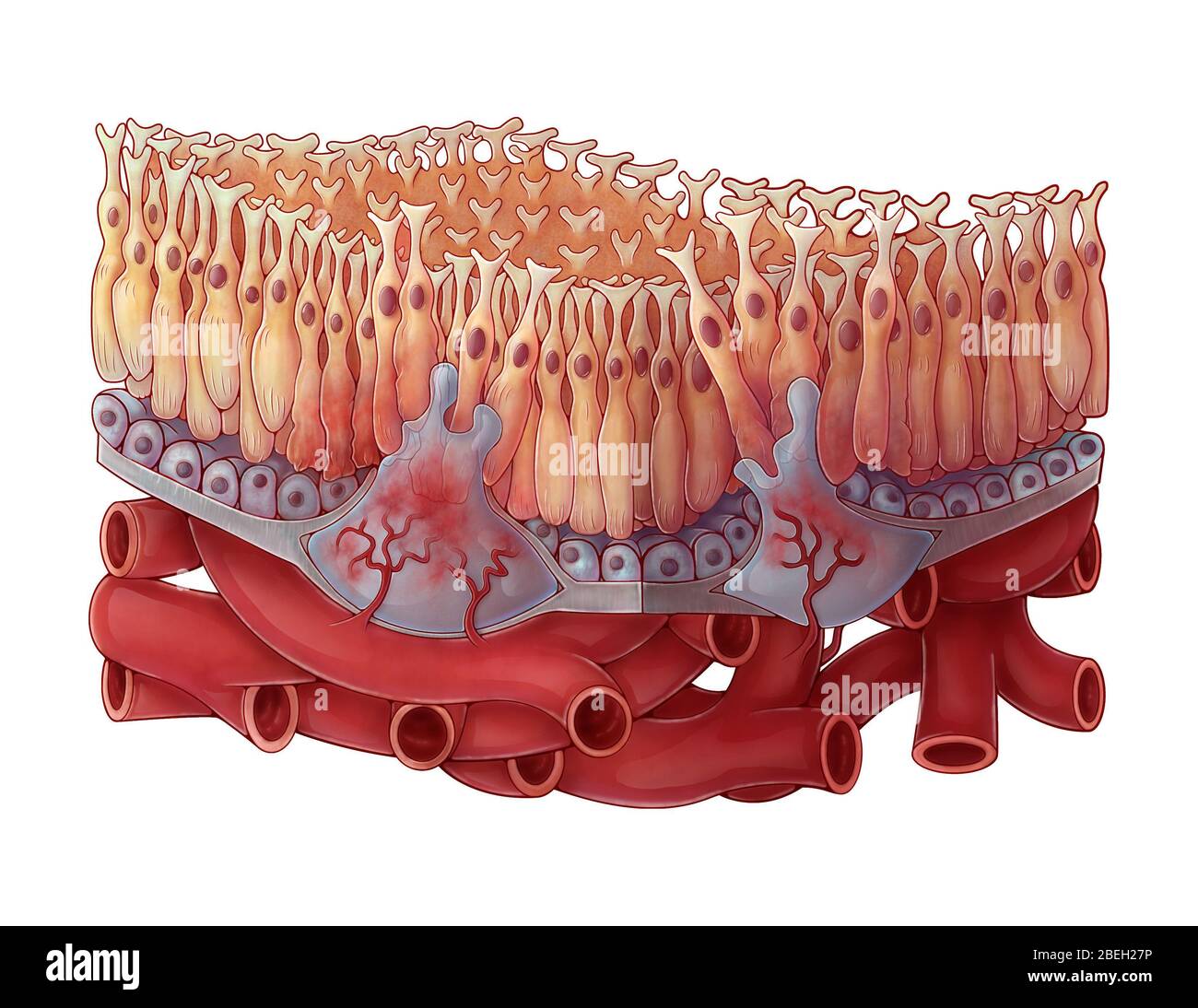 Wet AMD, Illustration Stock Photo - Alamy