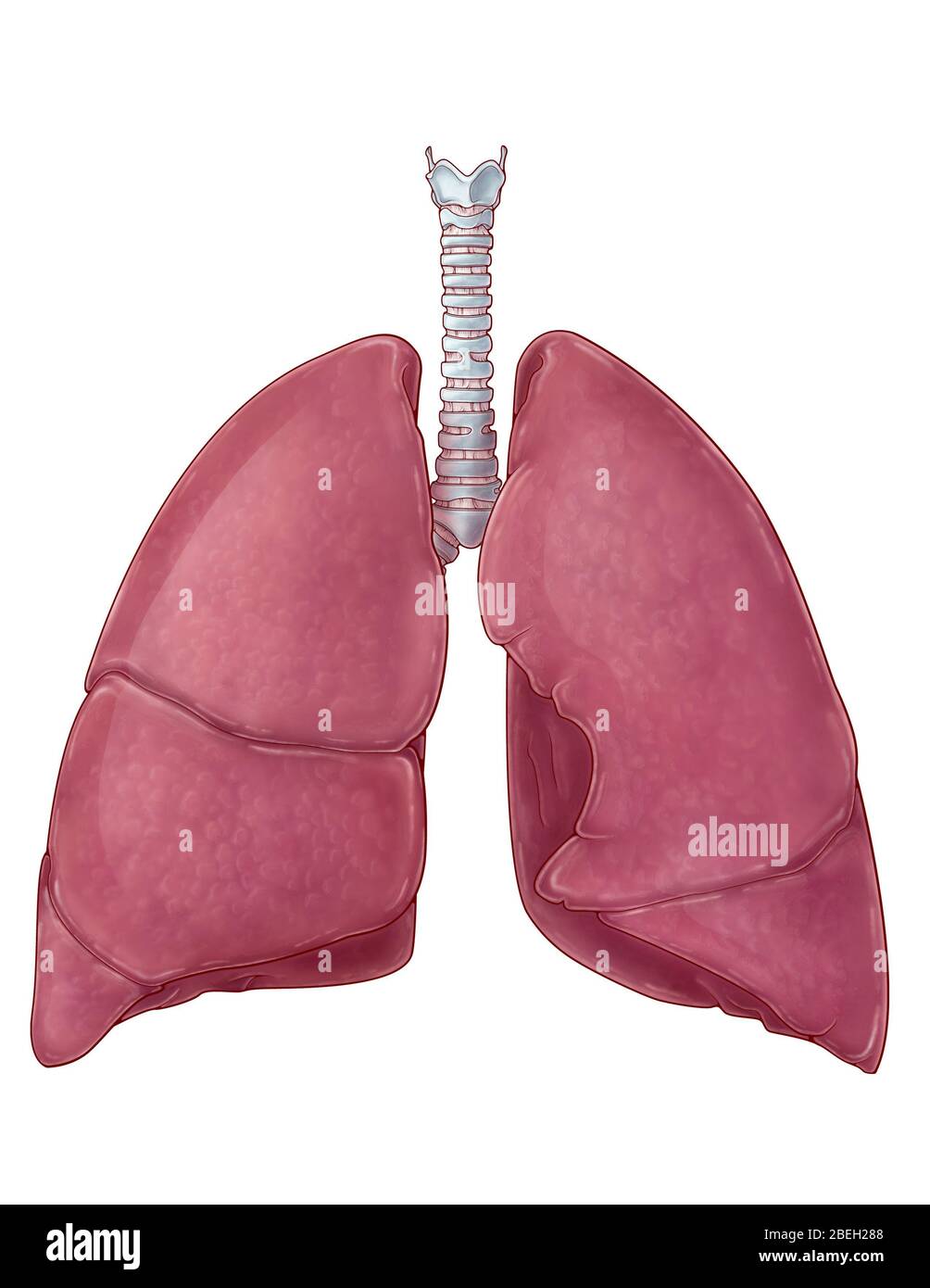 Human respiratory system artwork hi-res stock photography and images ...