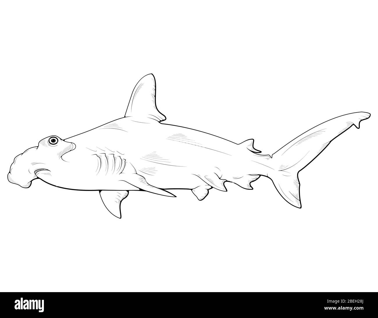 Scalloped Hammerhead, illustration Stock Photo - Alamy
