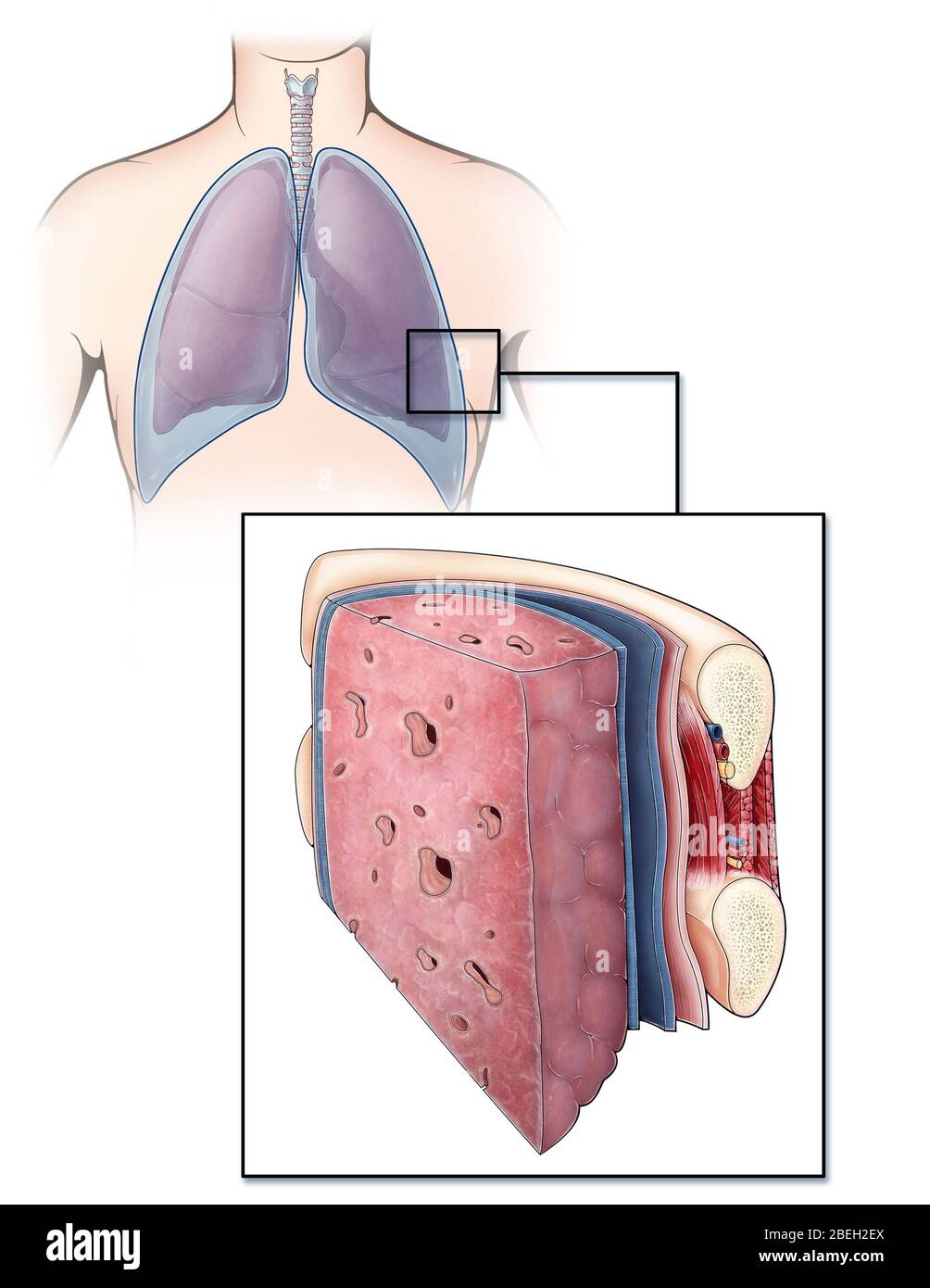 Lungs diagram hi-res stock photography and images - Alamy