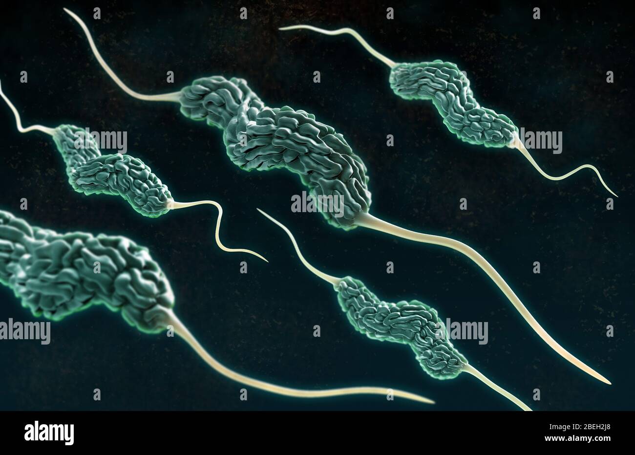 Campylobacter hi-res stock photography and images - Alamy