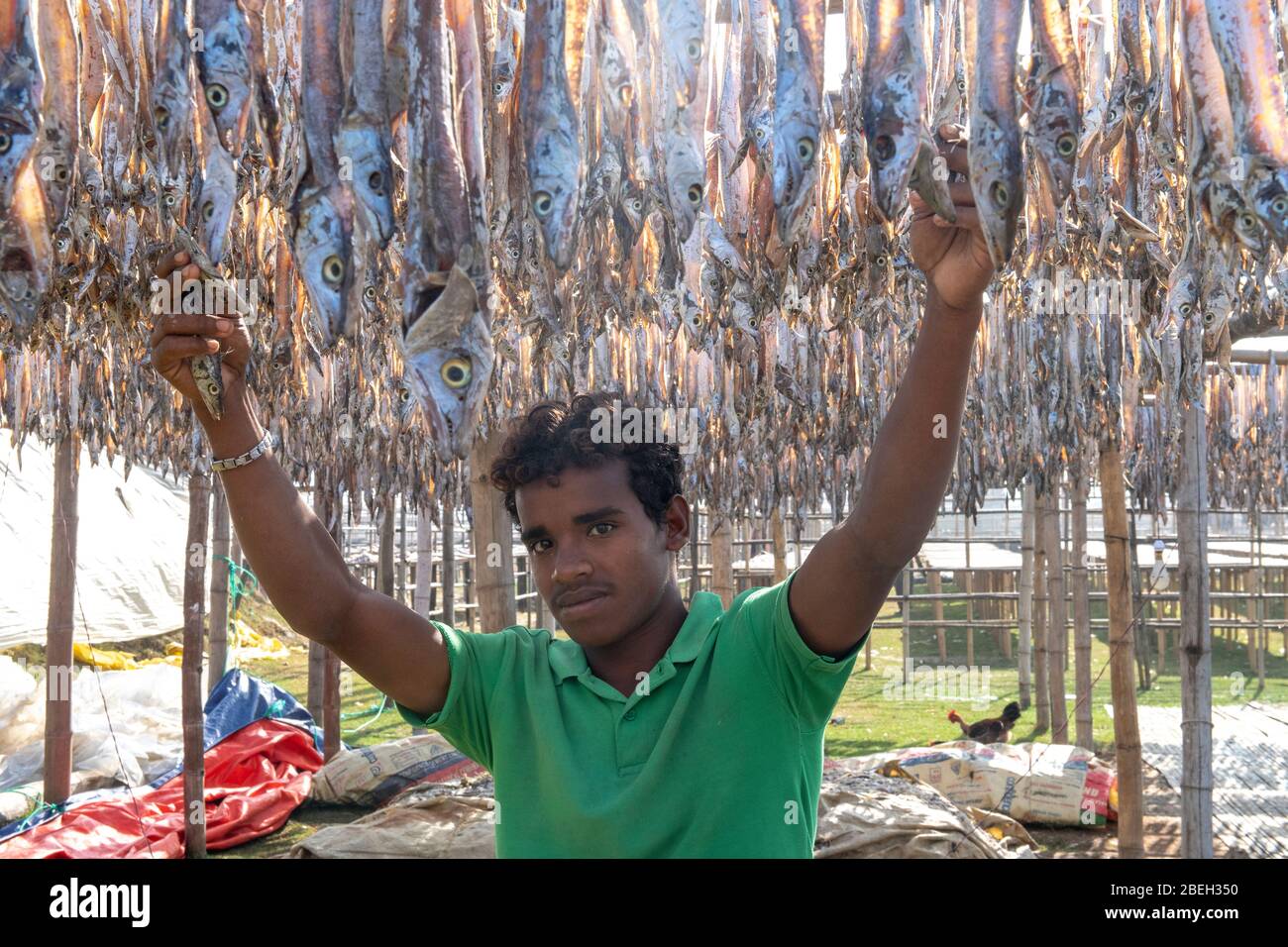 Man Beneath Drying Fish in a Fishing village North of Cox's Bazar Stock ...