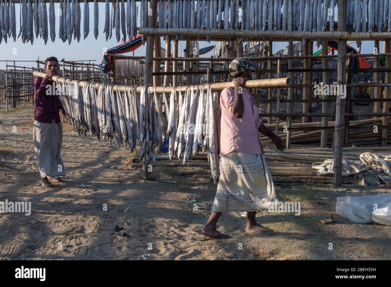Men carrying fish for drying in a Fishing village North of Cox's Bazar ...