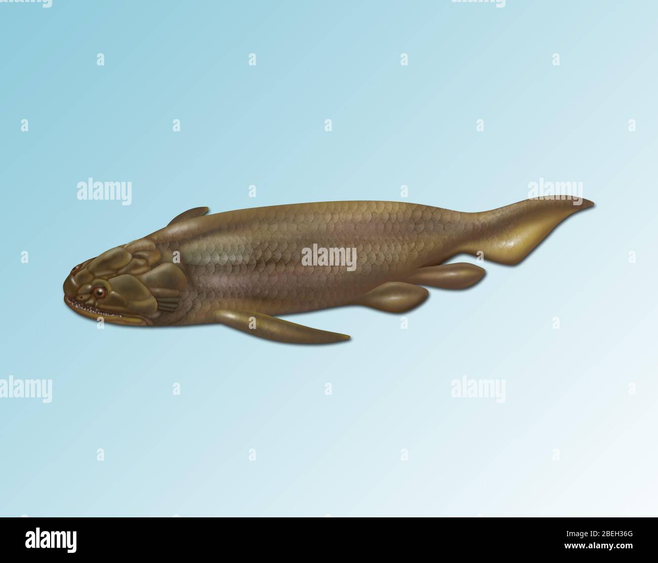 Lobe finned fish hi-res stock photography and images - Alamy