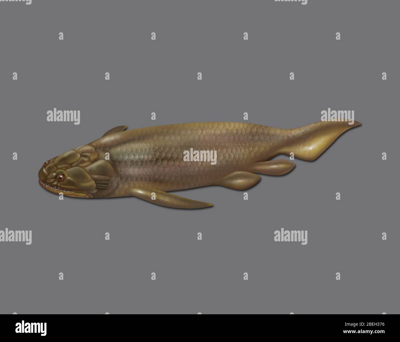 Holoptychius, Extinct Fish Stock Photo - Alamy