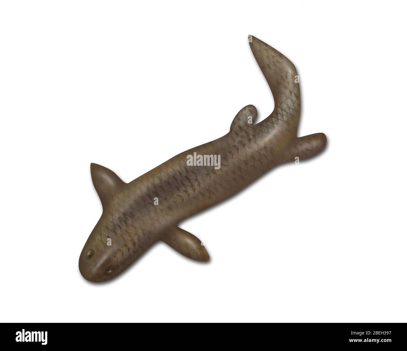 Panderichthys, Extinct Fish Stock Photo - Alamy