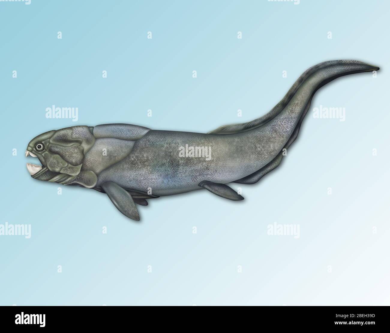 Placoderm, Extinct Fish Stock Photo - Alamy