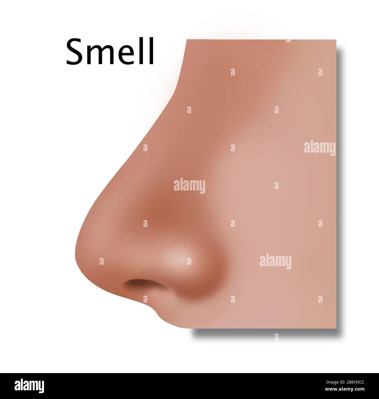 Sense of smell illustration hi-res stock photography and images - Alamy