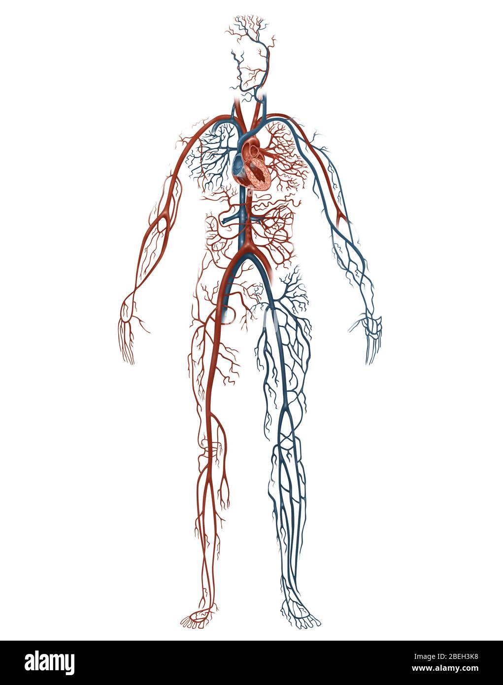 Circulatory system hi-res stock photography and images - Alamy