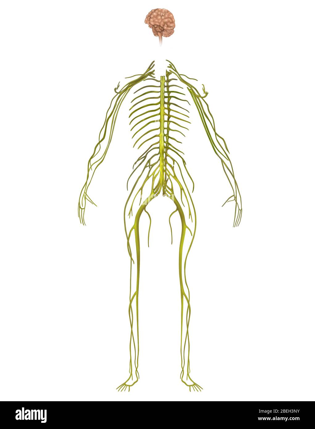 Nervous System, Illustration Stock Photo - Alamy