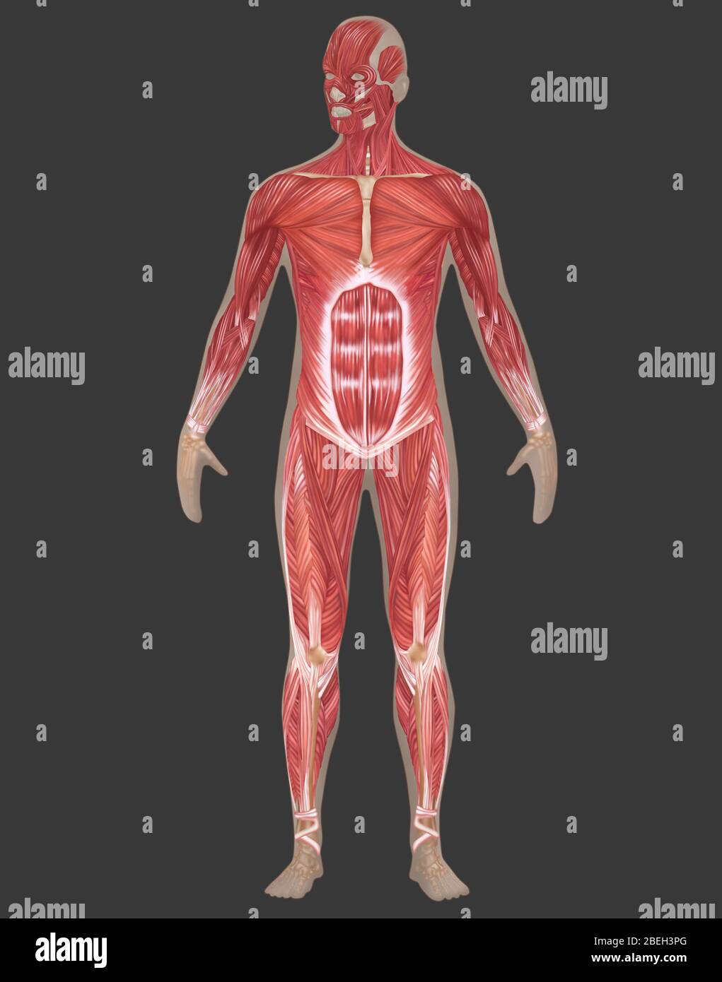 Male muscular system hi-res stock photography and images - Alamy