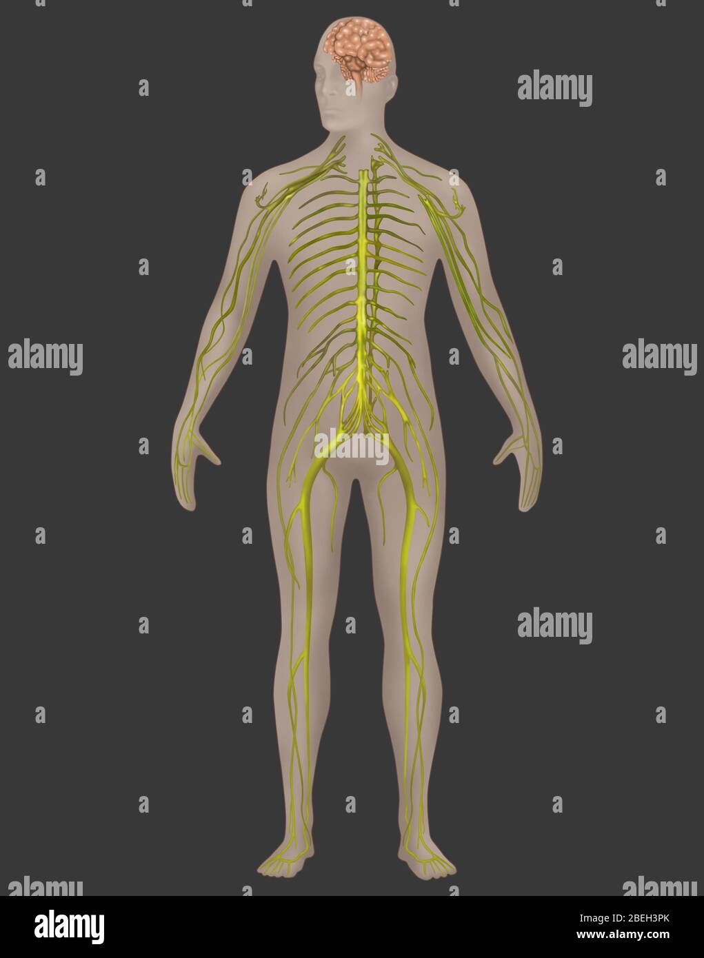 Nervous System in Male Anatomy Stock Photo - Alamy