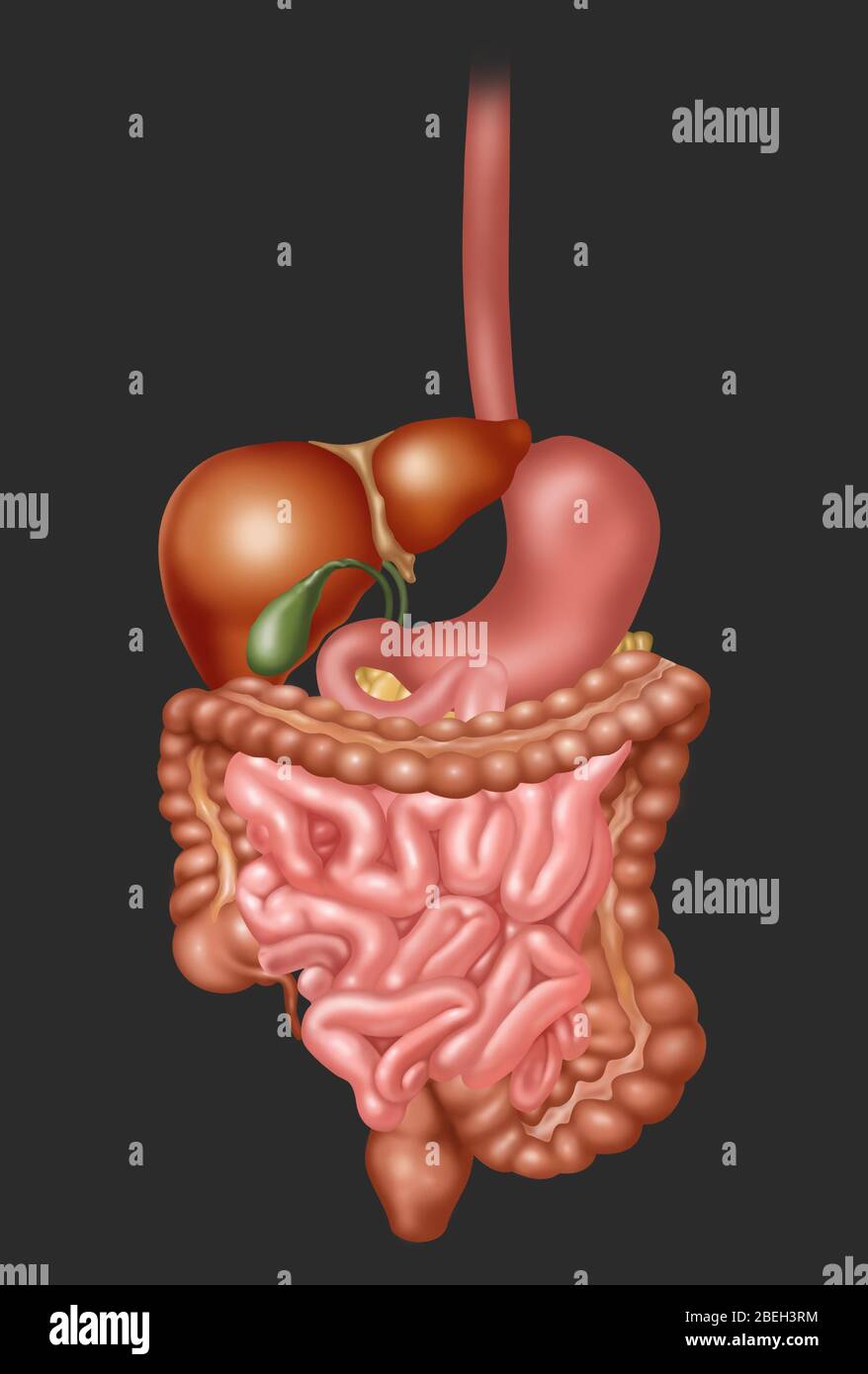 Real Human Digestive System