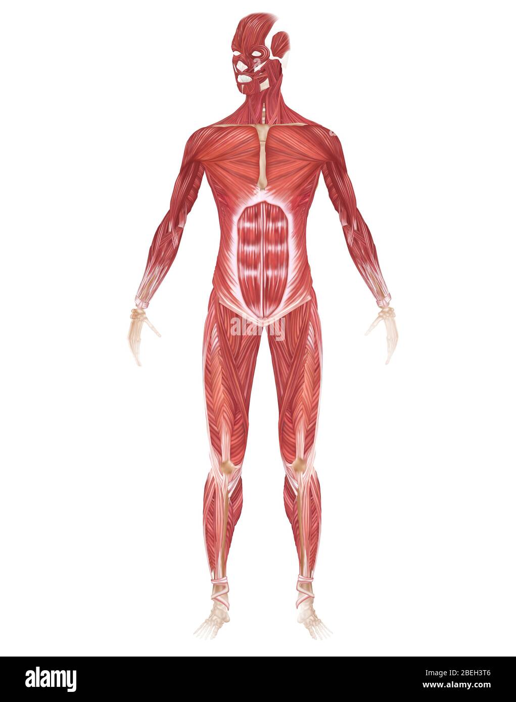 Human anatomy muscular system hi-res stock photography and images - Alamy