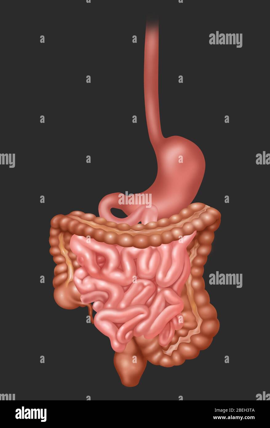 Human digestive gastrointestinal tract hi-res stock photography and ...