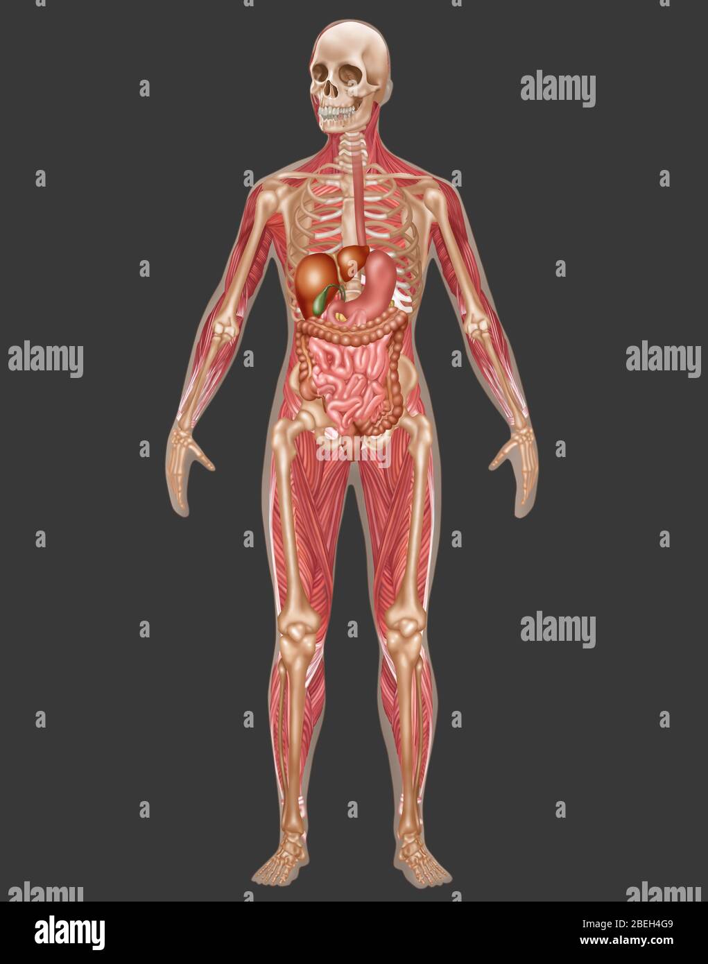 Digestive, Skeletal & Muscular Systems, Female Stock Photo - Alamy