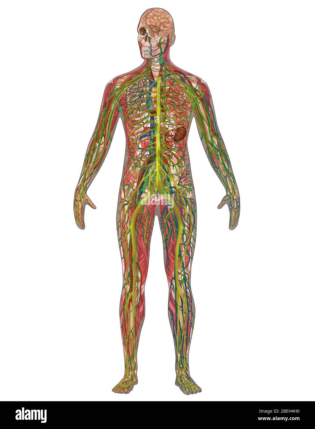 5 Body Systems in Male Anatomy Stock Photo - Alamy
