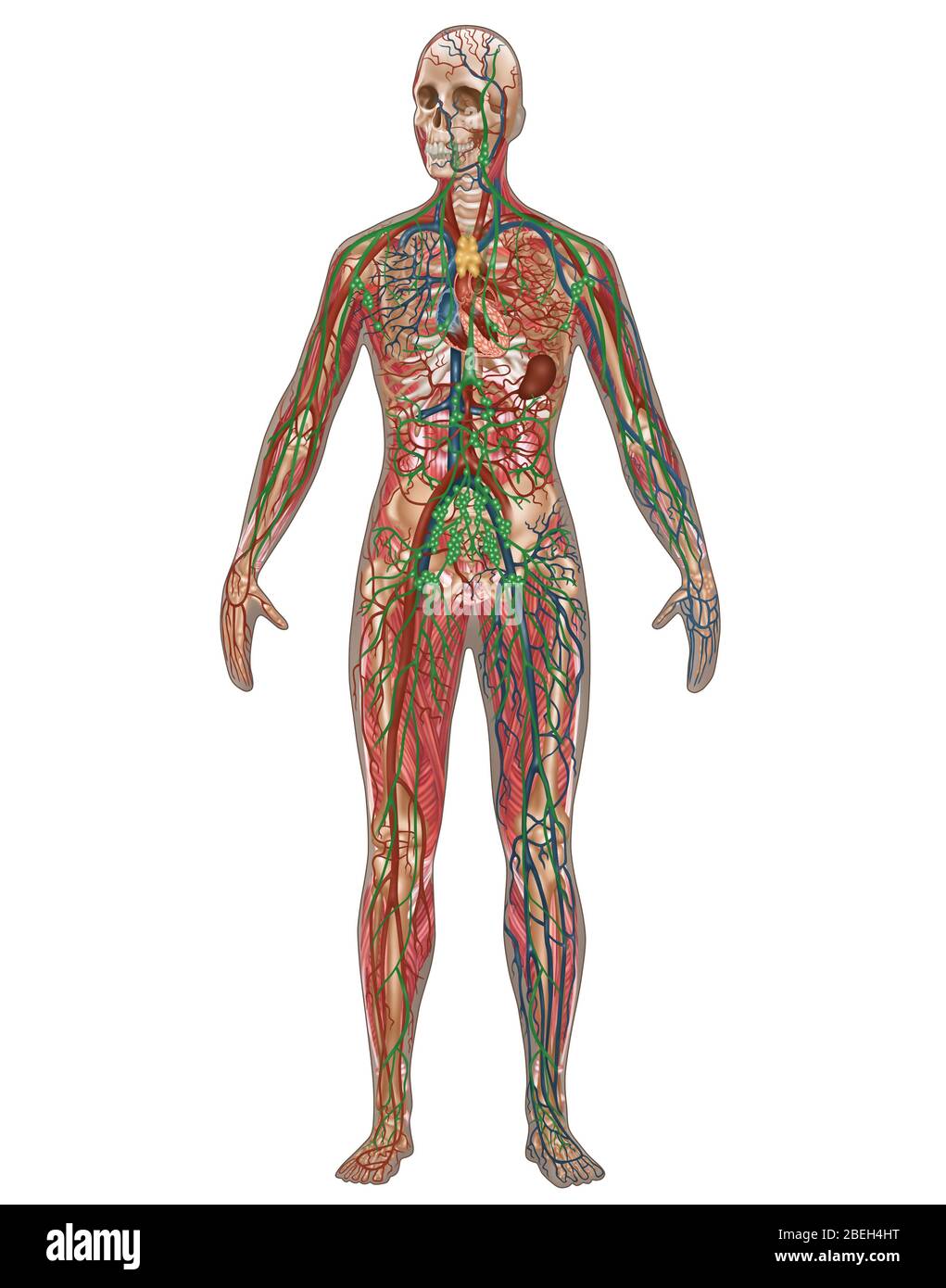 Human body systems hi-res stock photography and images - Alamy