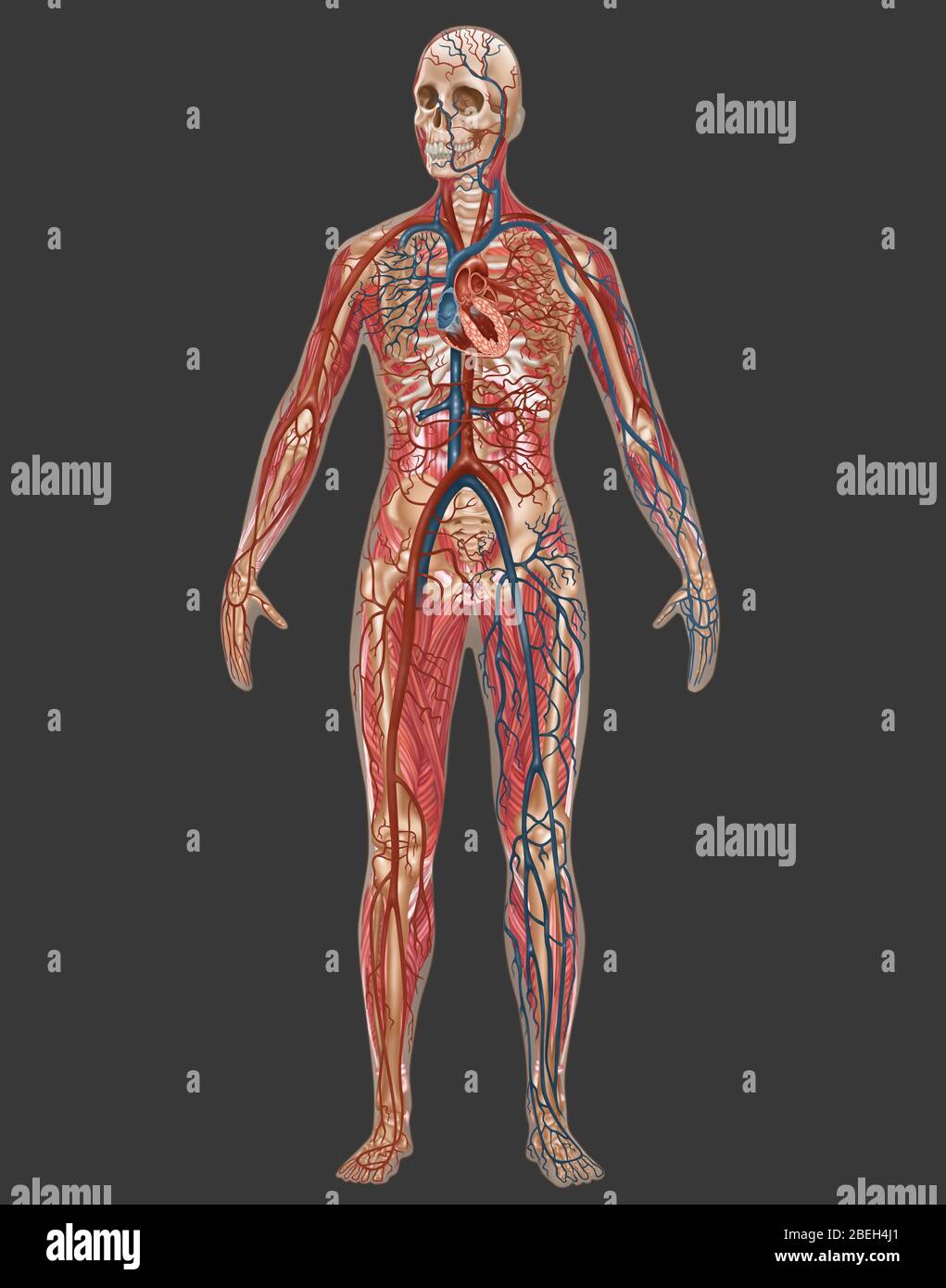 Blood circulation and skeletal muscle hi-res stock photography and ...