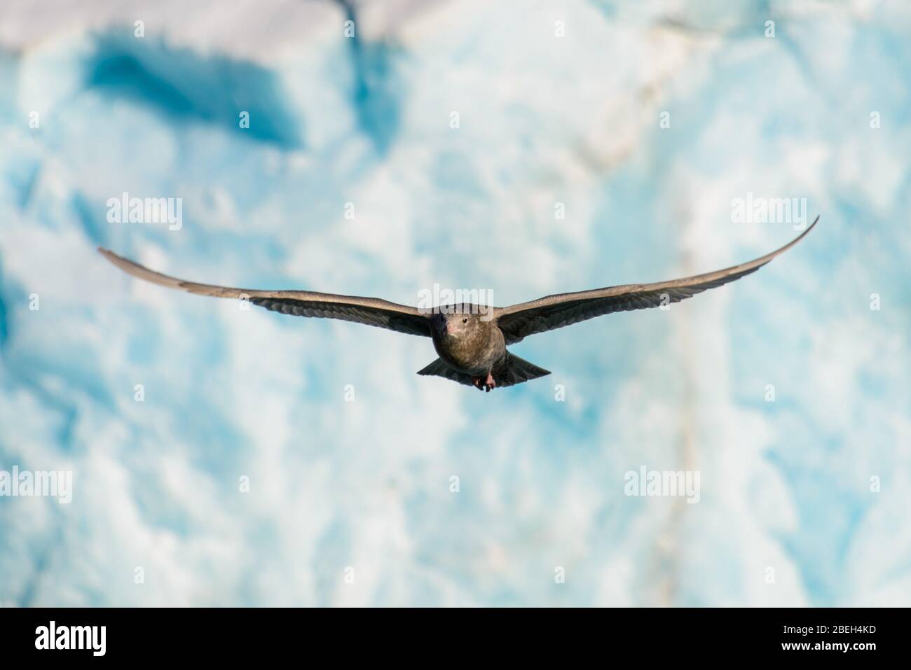 Arctic scua flying with glacier on background Stock Photo - Alamy