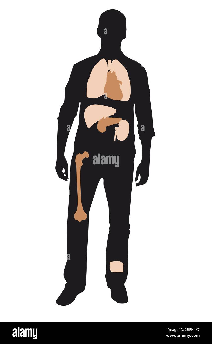 Body organs hi-res stock photography and images - Alamy