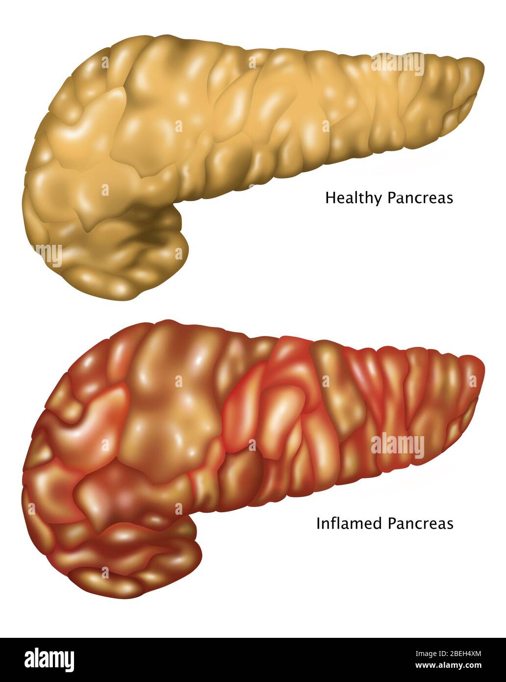 Endocrine pancreas Cut Out Stock Images & Pictures - Alamy